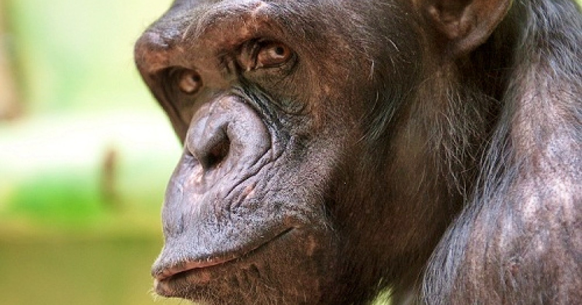 De omgeving past DNA van chimpansees aan en bepaalt zo hun ...