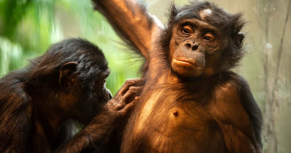 Bonobo’s en hun emoties - ZOO Science