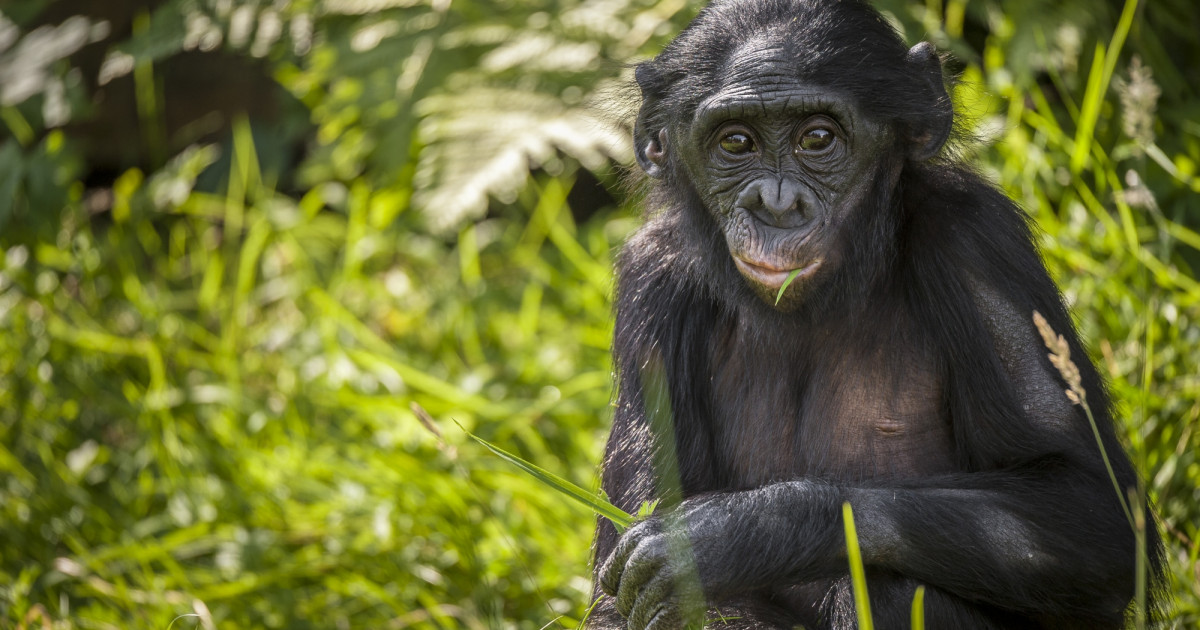 Bonobo - ZOO Science