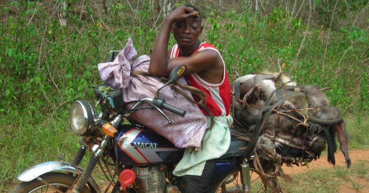 Wild ape on the menu - ZOO Science