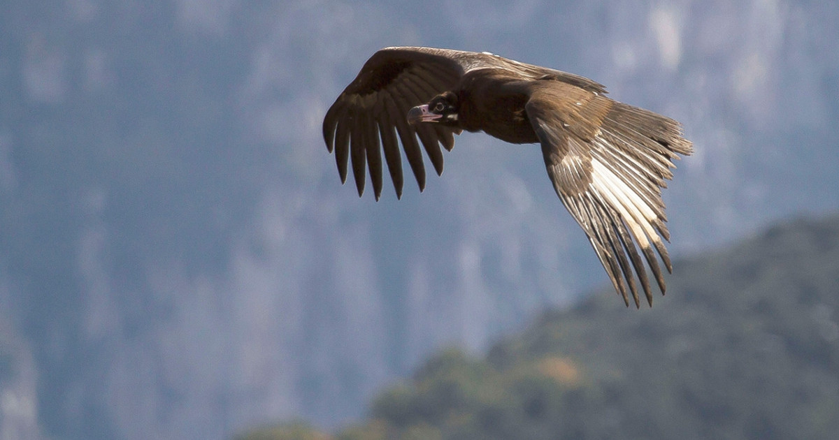 Vultures… Making a comeback - ZOO Science