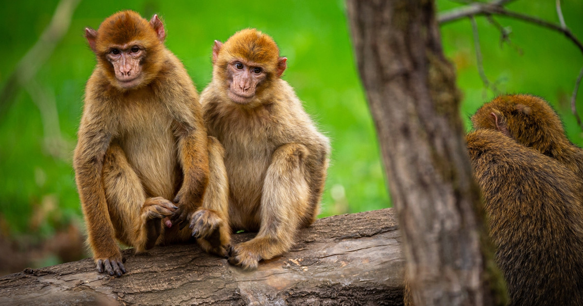 HAPPY BARBARY MACAQUES - ZOO Science