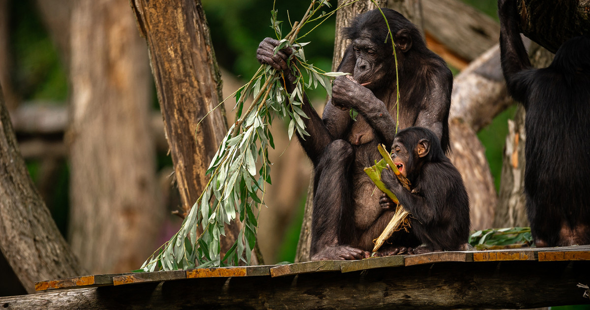 Bigger is better bij bonobo's - ZOO Science