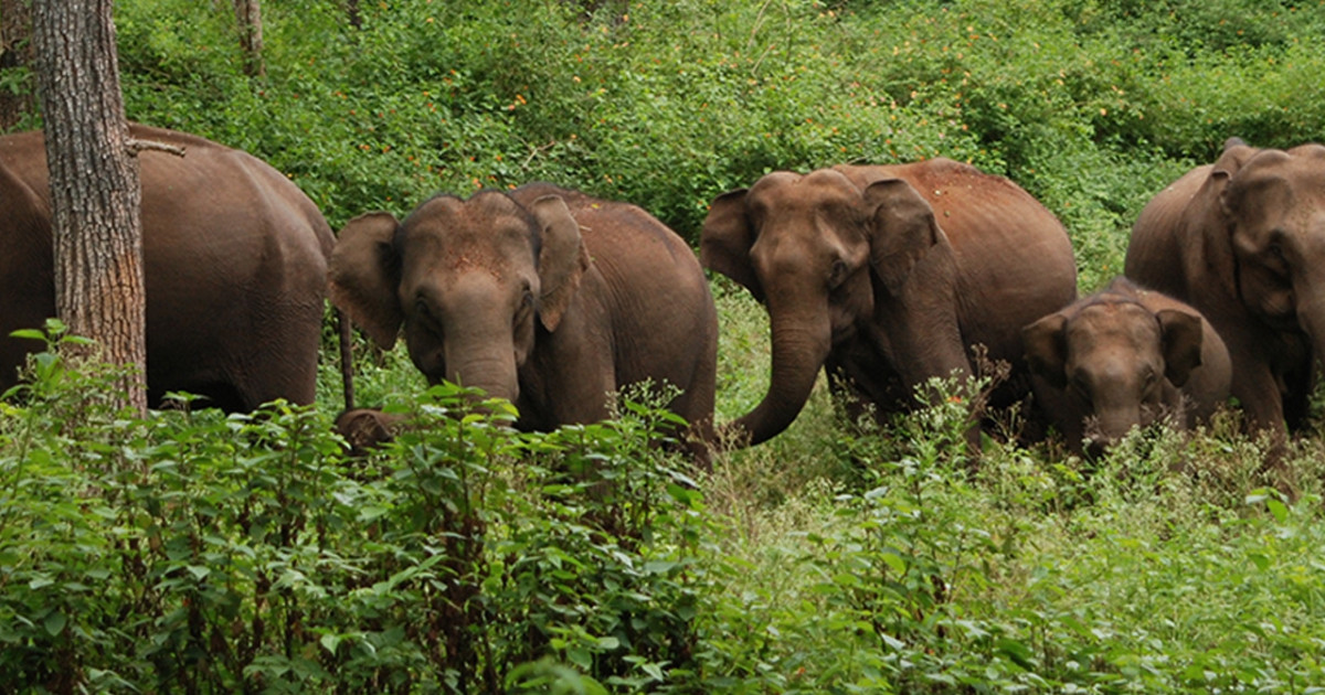 Corridors in Kerala - Extra leefgebied voor de Aziatische olifant - ZOO ...