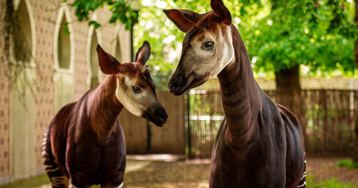 Hoofing it: poster about okapis wins first prize - ZOO Science