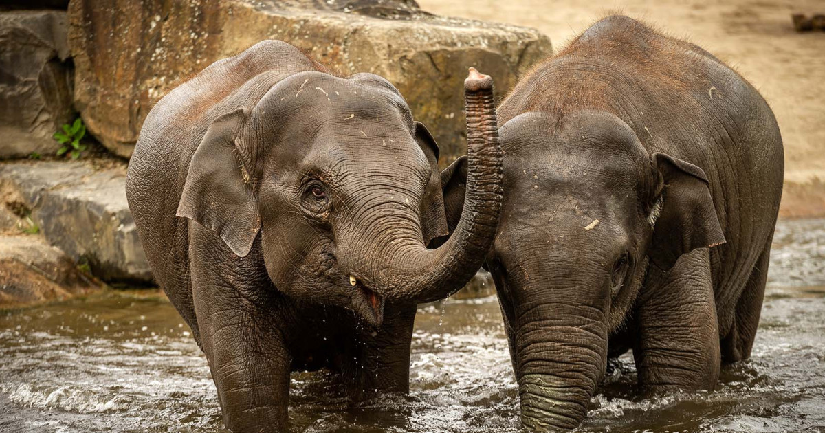 Hope for Elephant Calves: A Promising Vaccine Against Herpes - ZOO Science
