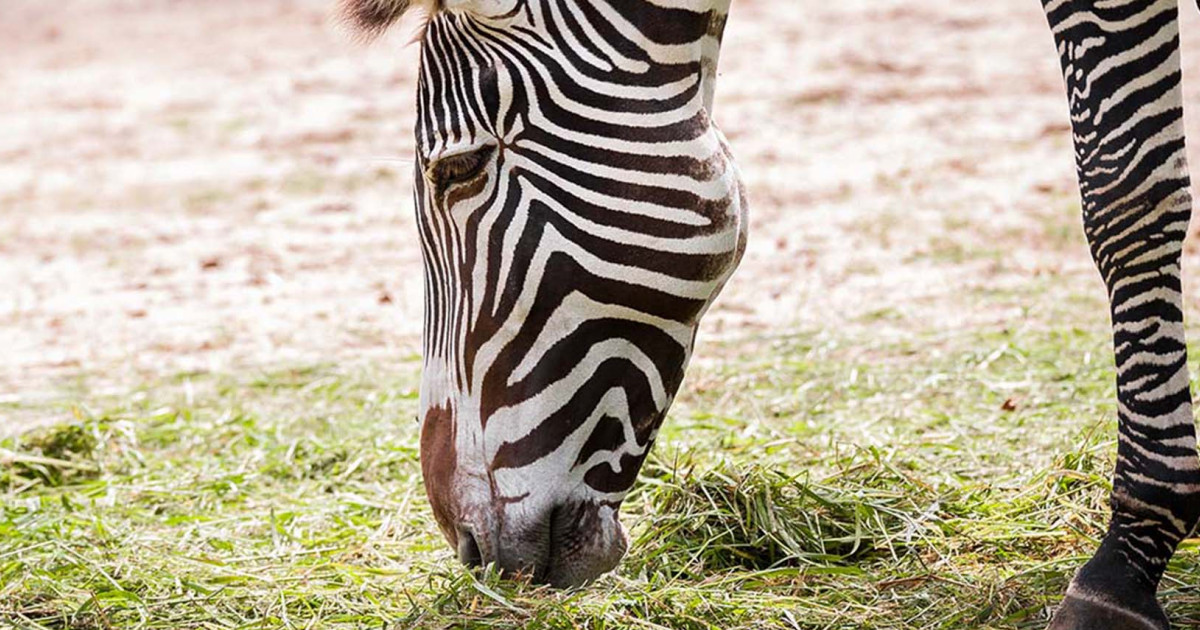 The importance of rain in Kenya - ZOO Science