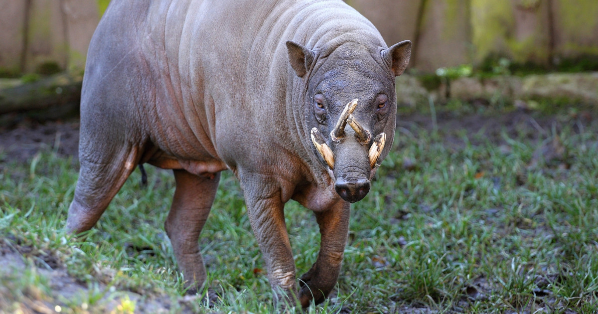 The truth about Sulawesi - ZOO Science