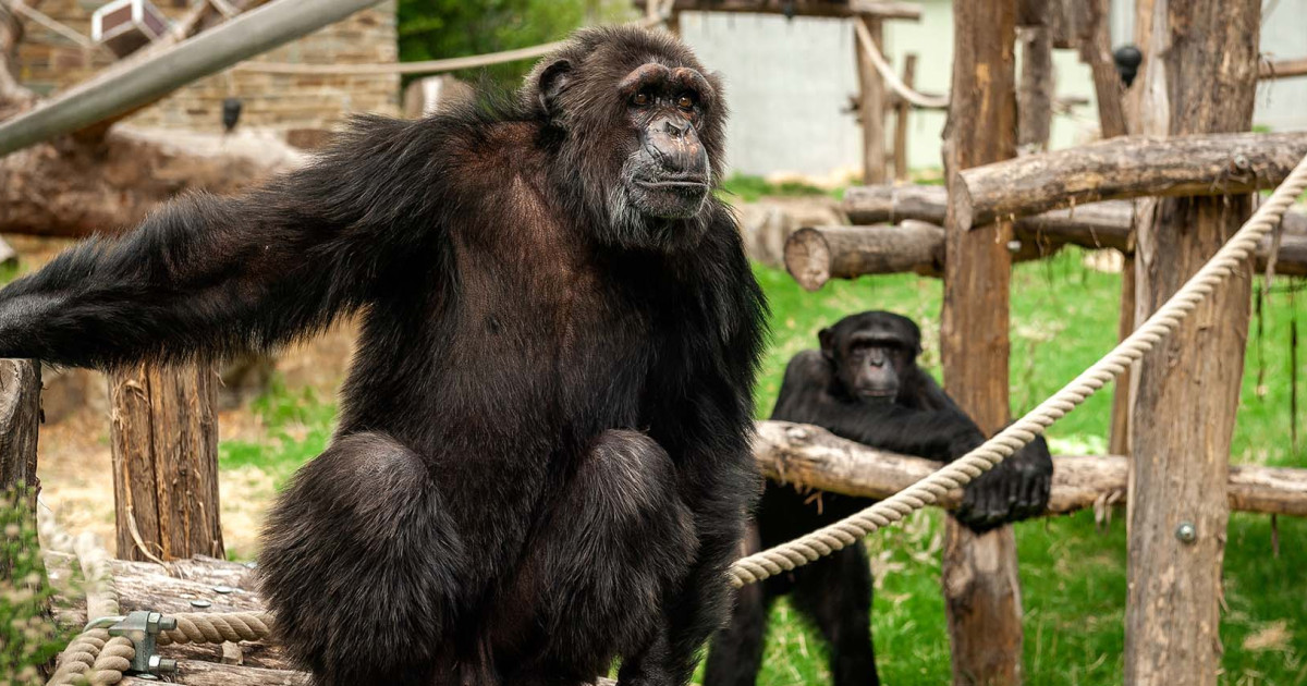 Chimpanzee politics with crucial coalitions - ZOO Science