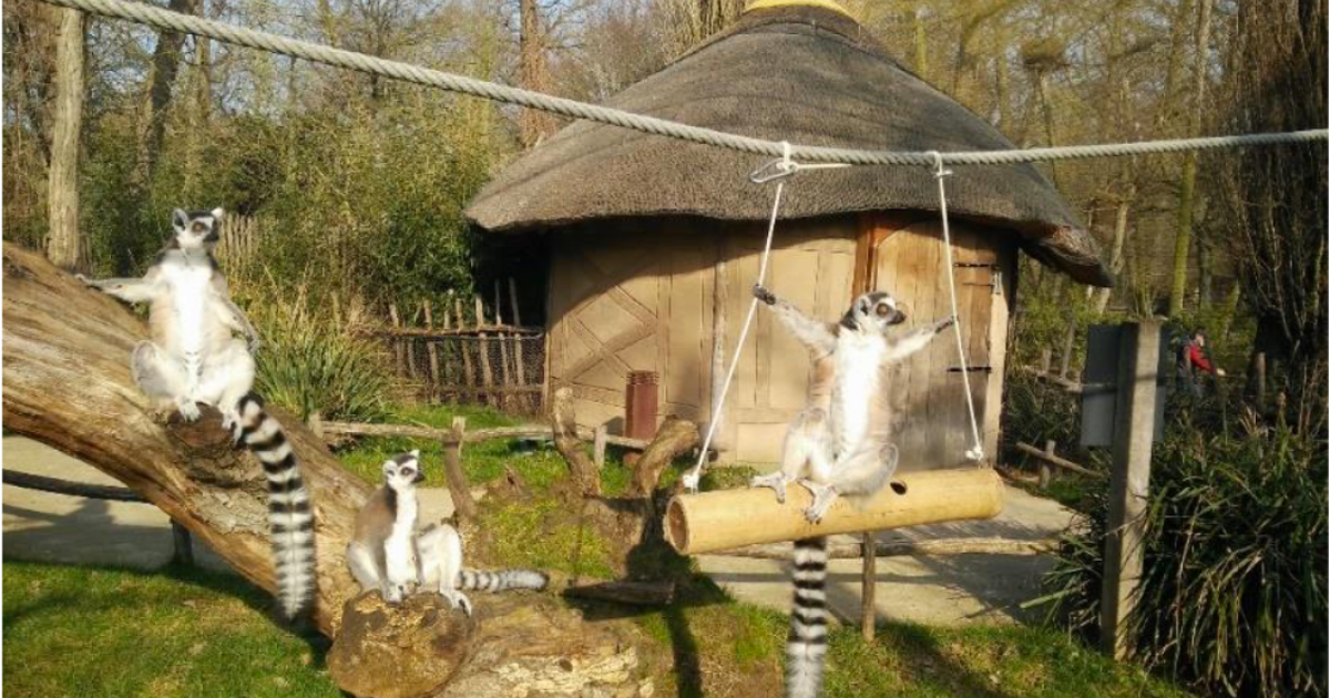 Animals don’t care about design - ZOO Science