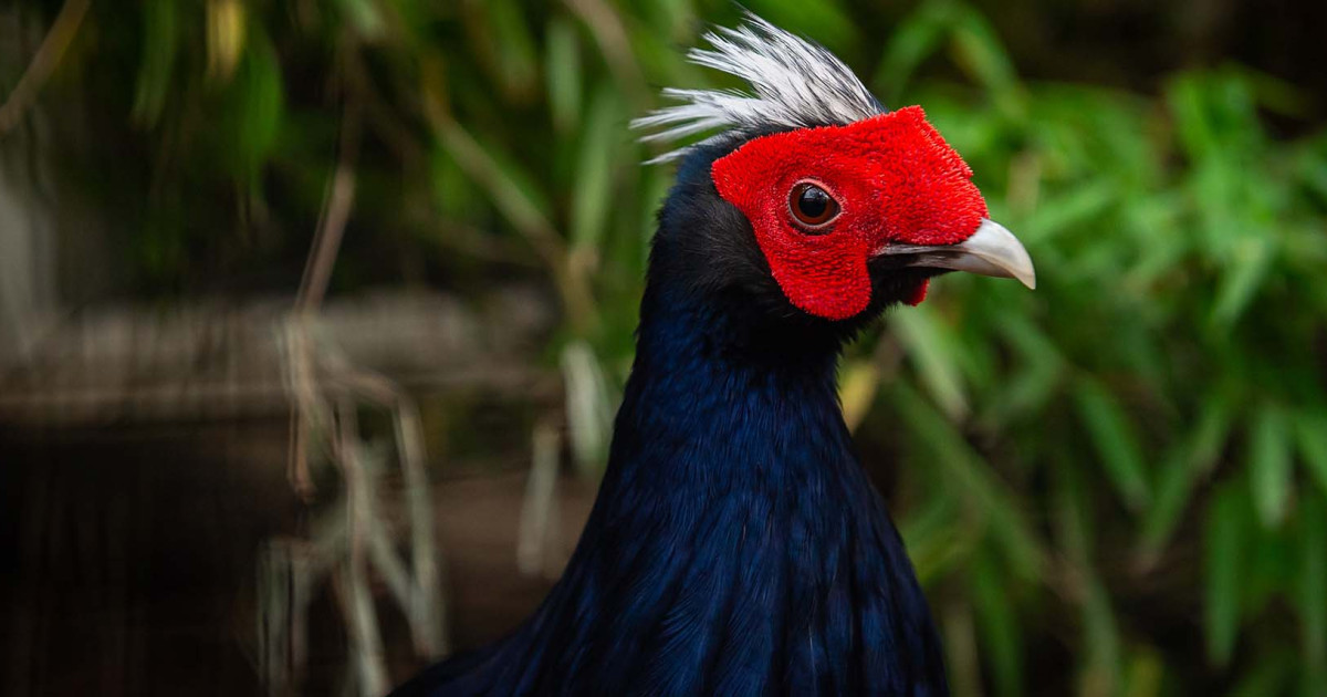De uitgestorven vietnamfazant vliegt terug naar huis - ZOO Science