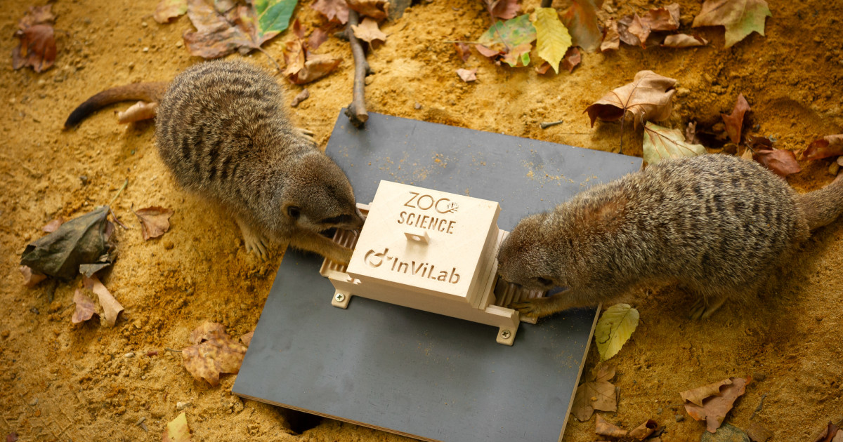 Teamwork of egoïsme? ZOO Antwerpen onderzoekt samenwerkende ...